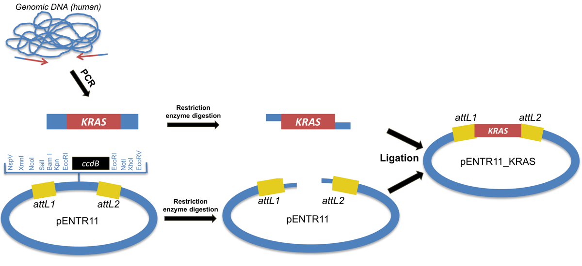 Plasmids 101: Gateway Cloning